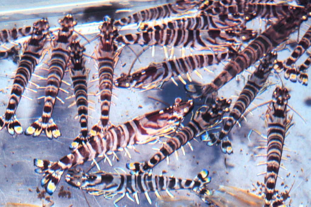 Assessing stock enhancement for Kuruma shrimp using microsatellite ...