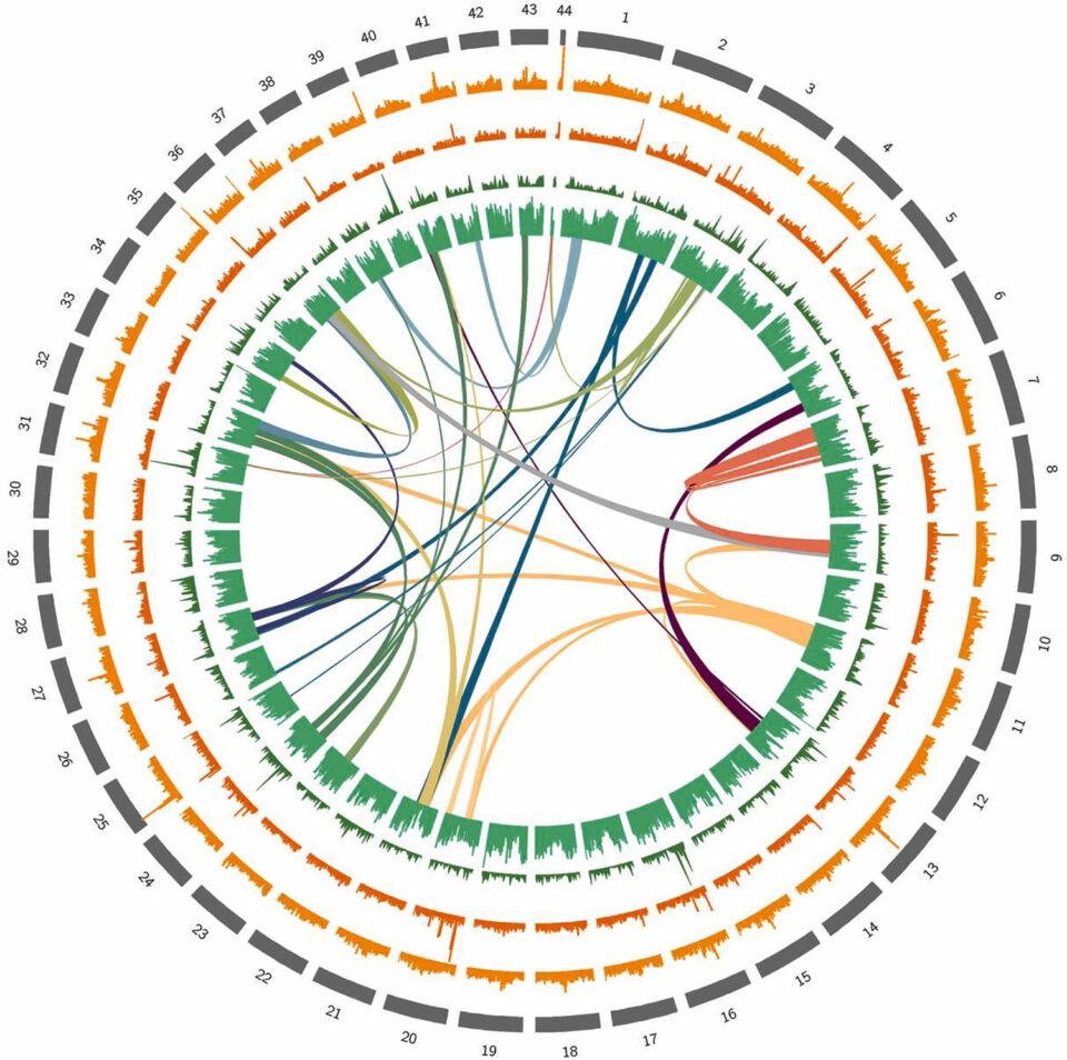 A novel chromosome-level genome assembly of the Pacific white shrimp ...