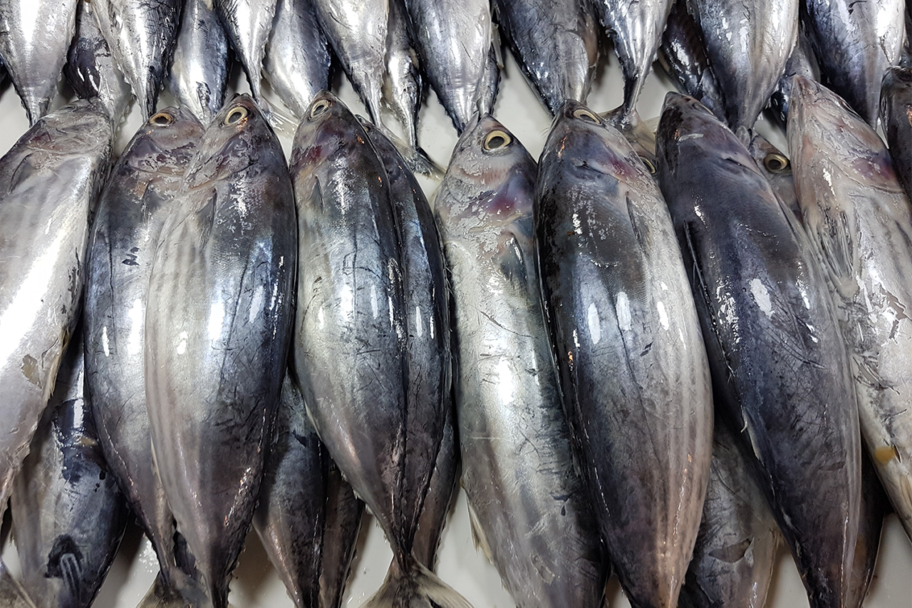 What is Mushy Tuna Syndrome and is it a growing problem? - Responsible ...