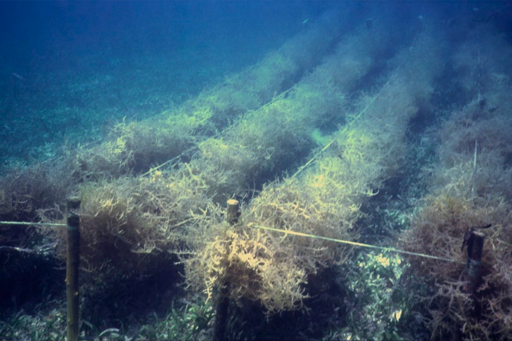 Deep-ocean seaweed dumping for carbon sequestration called questionable ...