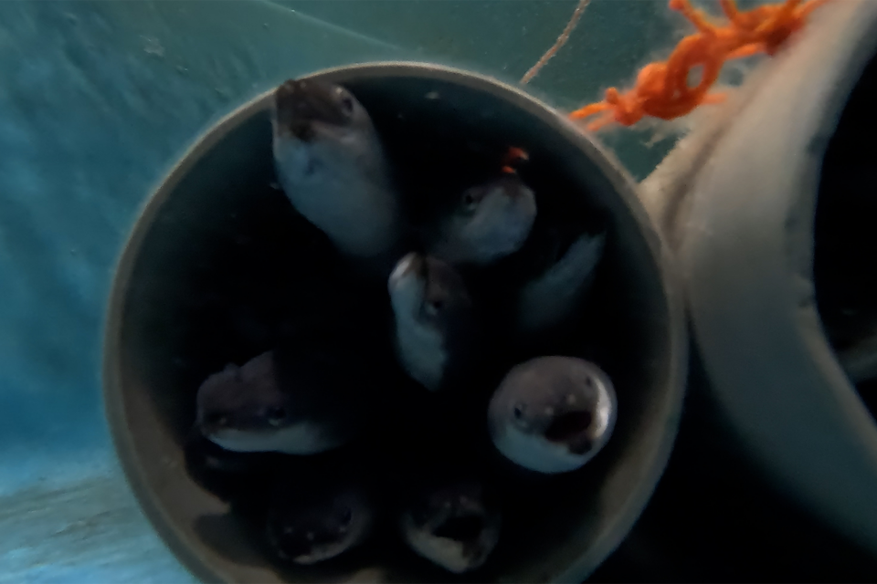 Japan’s Kindai University attains full-cycle aquaculture of Japanese ...