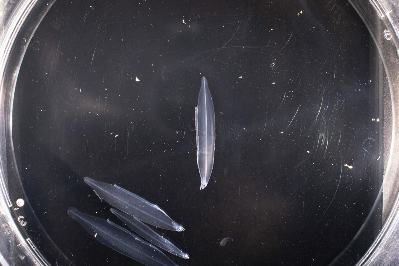 Japan’s Kindai University attains full-cycle aquaculture of Japanese ...