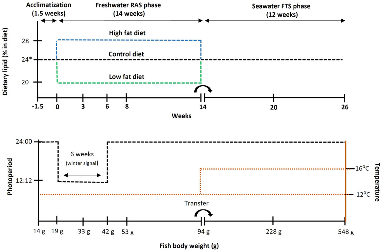 Smoltification, seawater performance and maturation in Atlantic salmon fed different levels of ...