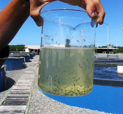 Robins McIntosh on everything you need to know about EHP and shrimp ...