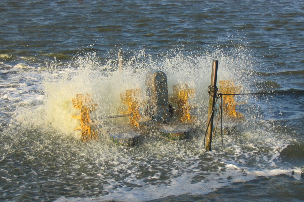 Robins McIntosh on everything you need to know about EHP and shrimp ...