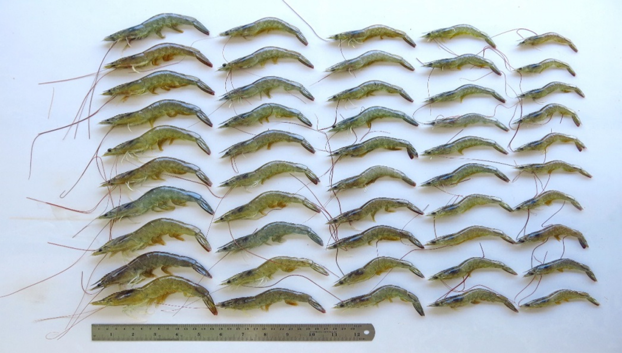 Robins McIntosh on everything you need to know about EHP and shrimp ...