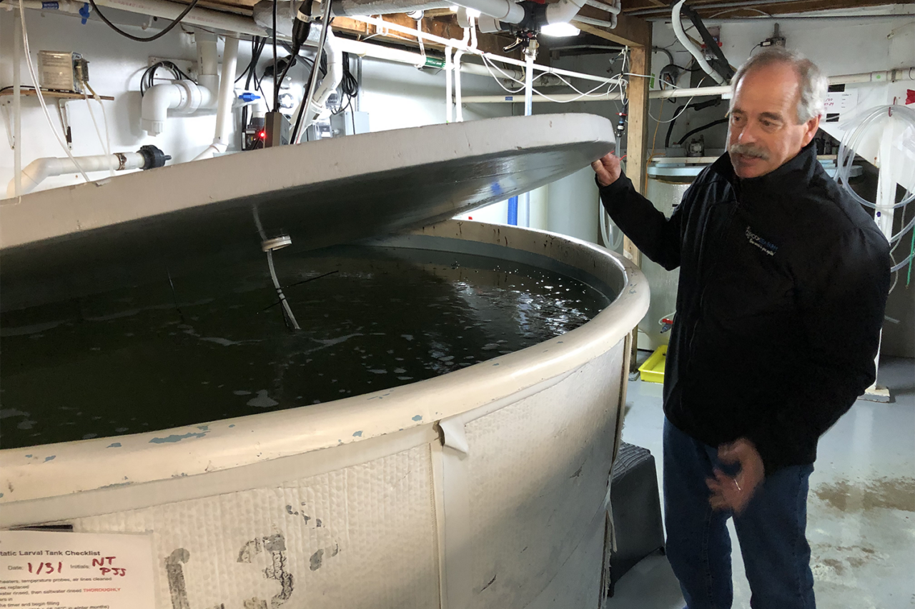 Threatened by climate change, Maine oyster grower adapts how his ...
