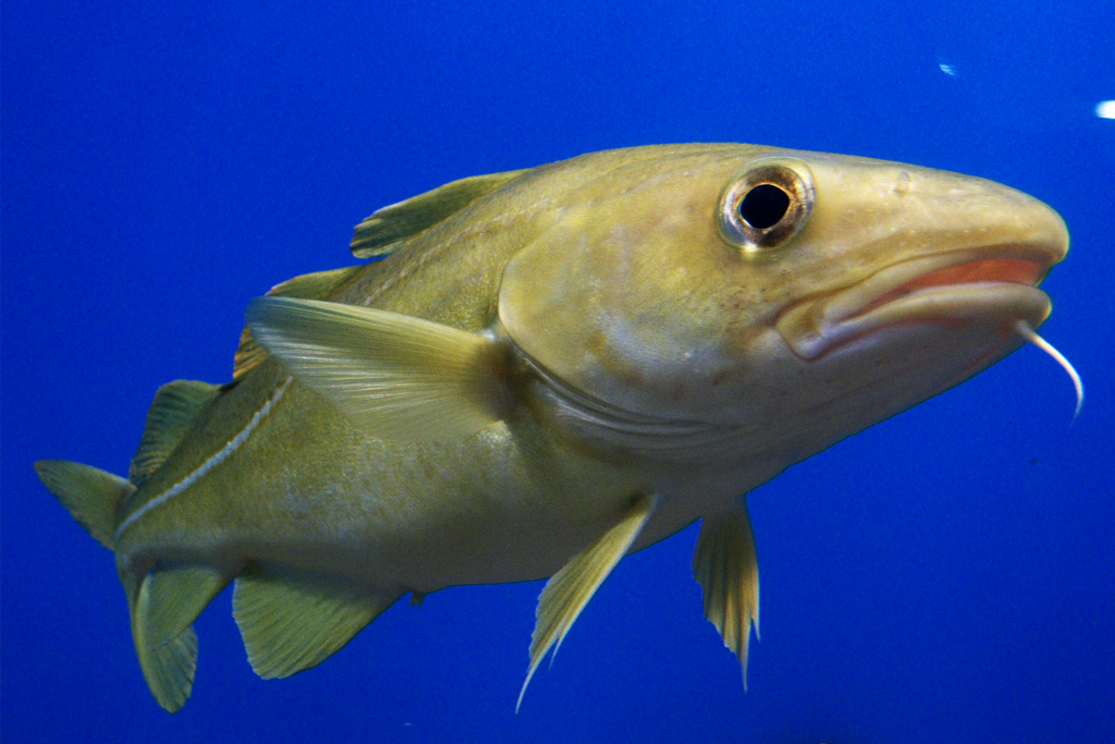 Diverse responses to salinity change in Baltic cod subpopulations ...