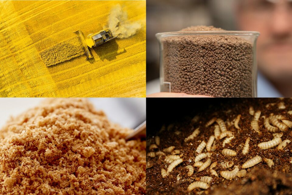 Study: Aquaculture ‘making clear headway’ for alternative feed ...