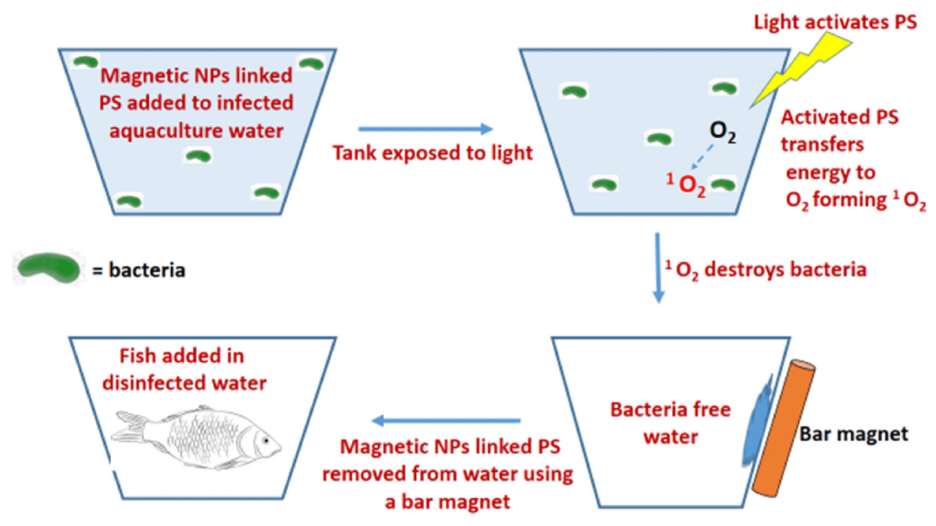 Antimicrobial photodynamic therapy, or aPDT, for potential management ...