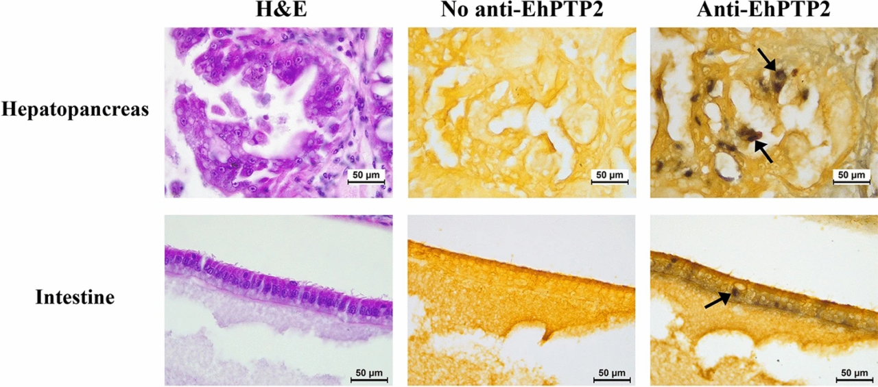 Silencing a key protein may significantly reduce EHP transmission in ...