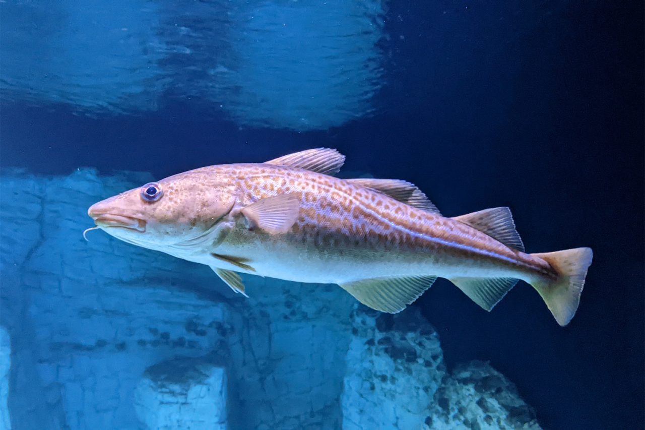 Larger Atlantic cod favor colder waters: The influence of body size on ...