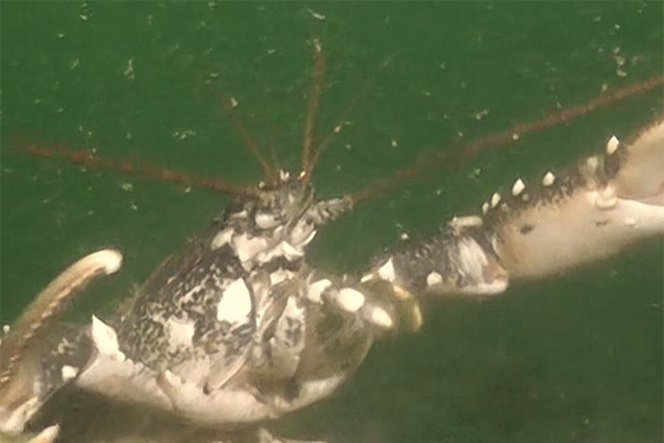 Scientists use lobster tags to study how offshore aquaculture restores ...