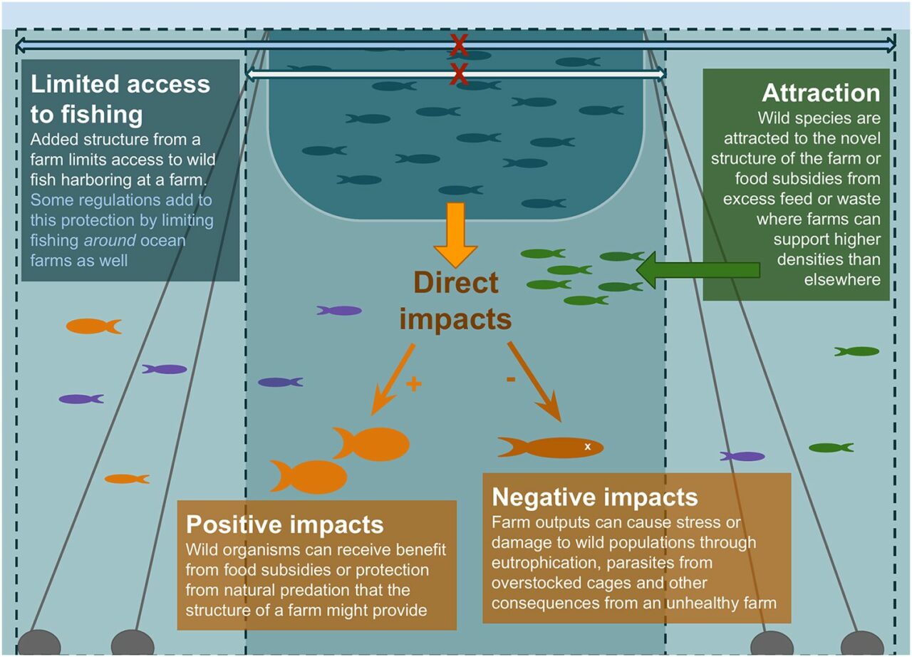 Could fish aggregation at ocean aquaculture structures expand wild populations and local ...