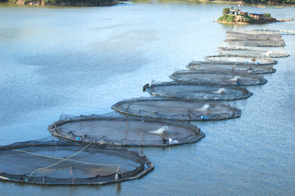 Unlocking the future of fish farming: Study advocates digital twin ...