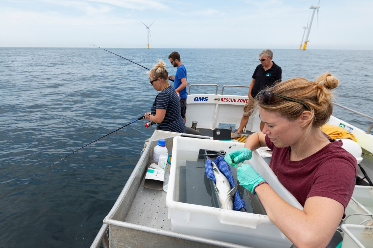 Ocean noise: How the changing sea soundscape can stress fish ...