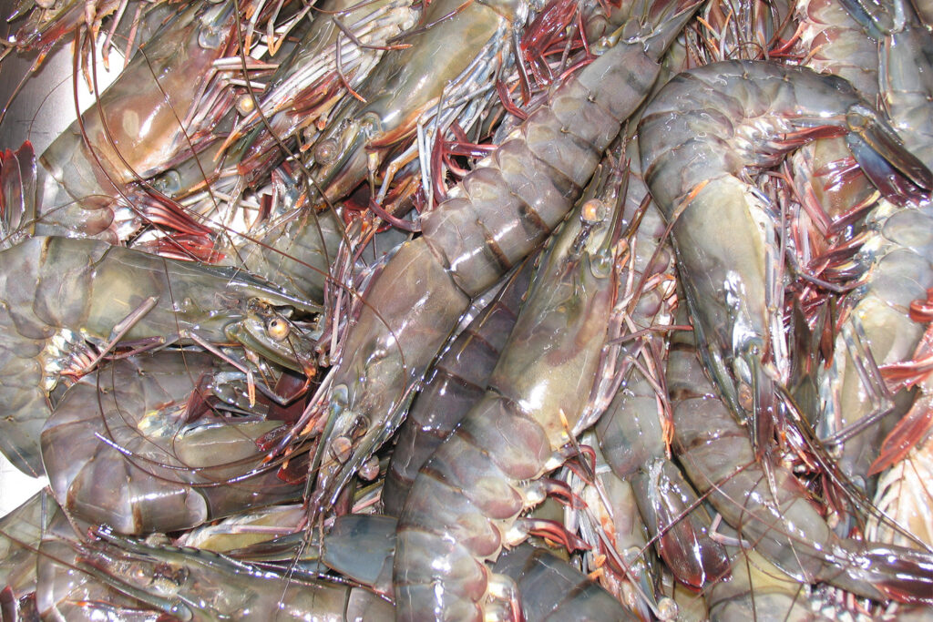 Variations in shrimp allergens and place of origin can affect food ...