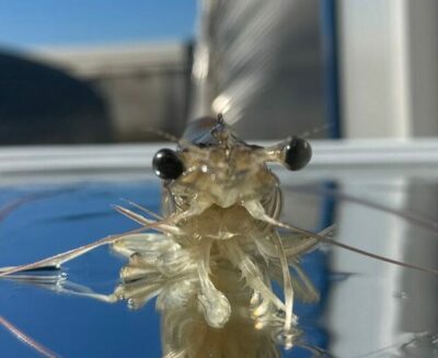 GSA Survey Explores the Prevalence of Shrimp Eyestalk Ablation and ...