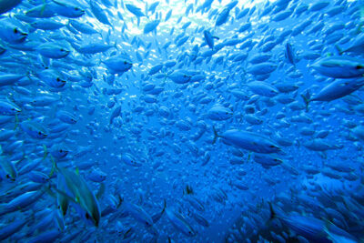 Guide shows commercial tuna fishers how to build net-free ...