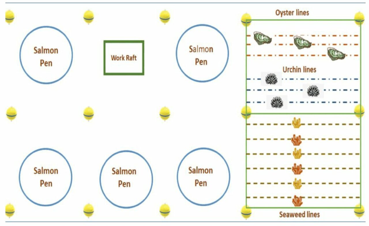 Integrated multi-trophic aquaculture systems and circularity assessment ...