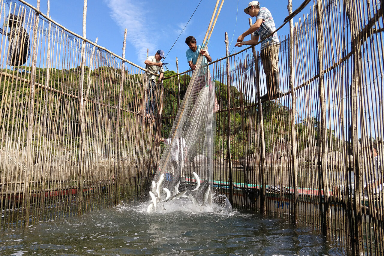 FAO: Aquaculture officially overtakes fisheries in global seafood ...