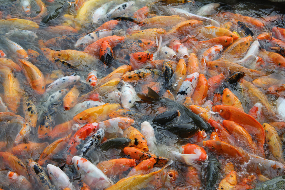 Advances in breeding technologies for fish color traits in aquaculture ...