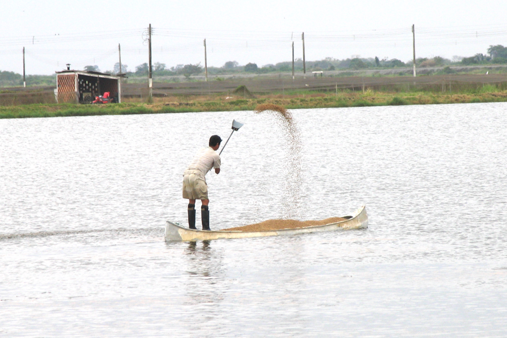 What happens to nutrients in aquaculture systems? - Responsible Seafood ...