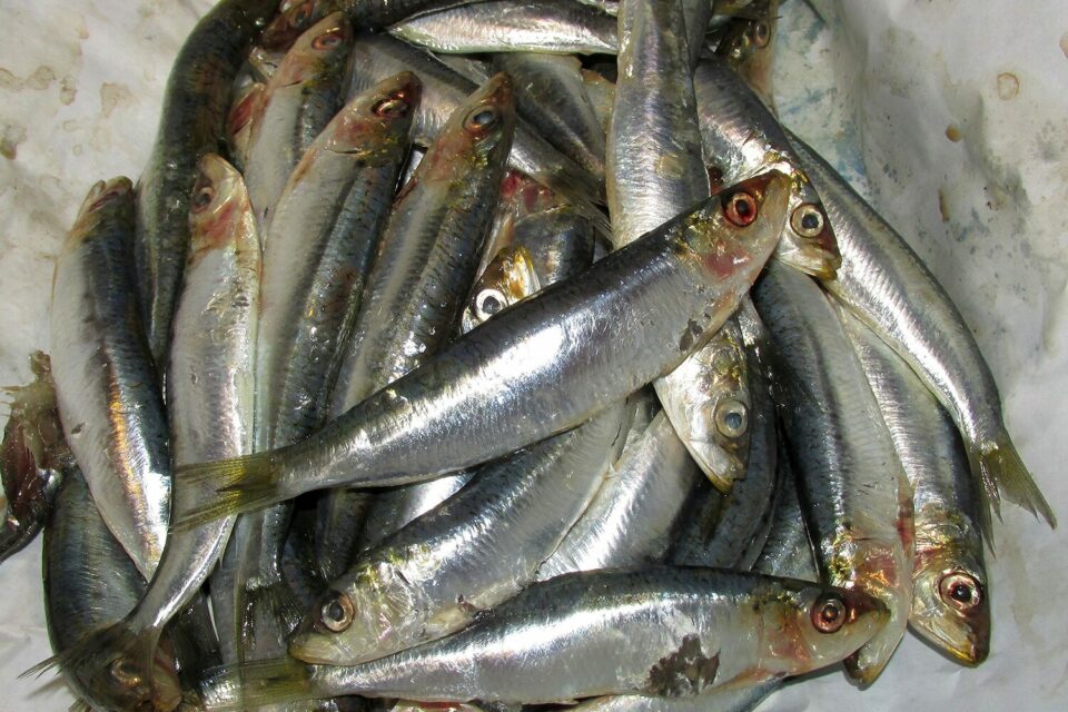 Applying fish DNA sensors for authenticity assessment to sardine ...