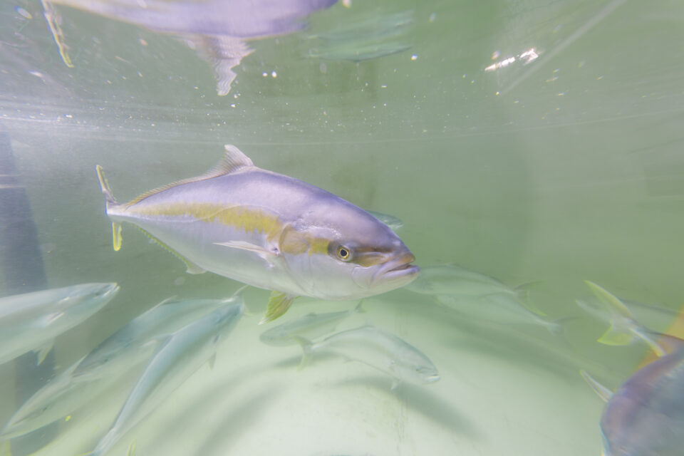 BAP Spotlight Story: The Kingfish Company - Global Seafood Alliance