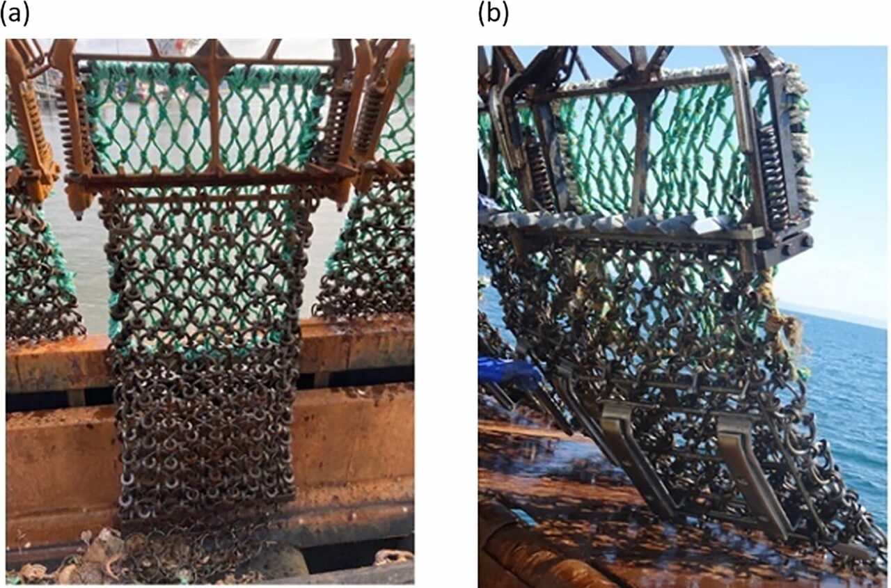 Catch yield and selectivity of a modified scallop dredge to reduce ...
