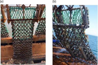 Catch yield and selectivity of a modified scallop dredge to reduce ...