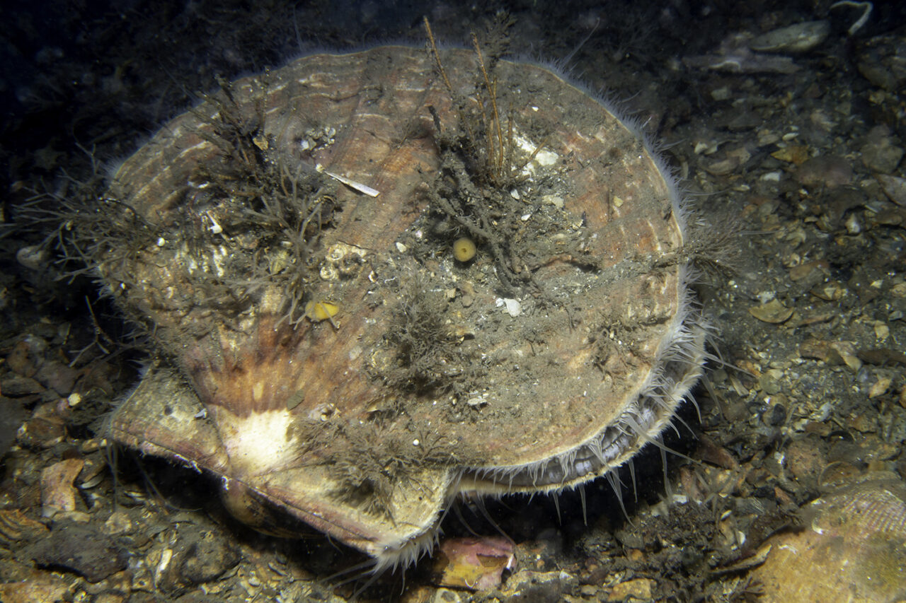 Catch yield and selectivity of a modified scallop dredge to reduce ...