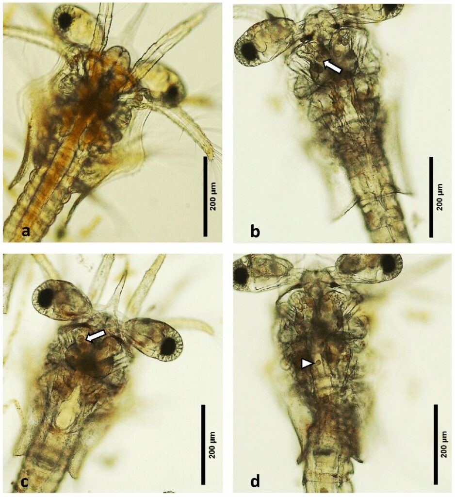 Las Bolitas Syndrome in Latin American Pacific white shrimp hatcheries ...