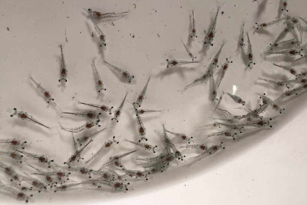 Las Bolitas Syndrome in Latin American Pacific white shrimp hatcheries ...