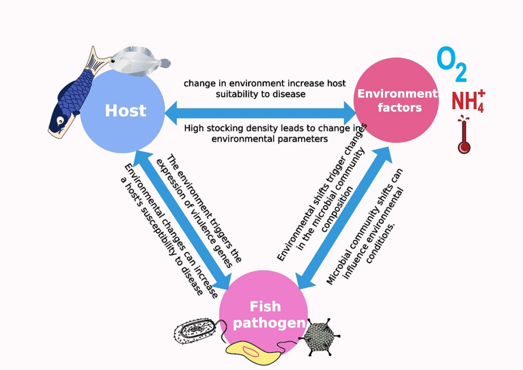 Aquaculture and Aeromonas hydrophila: A complex interplay of ...
