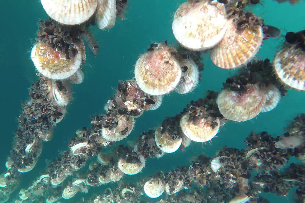 Could AI-powered image recognition be a game changer for Japan’s ...