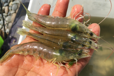 Estimating genetic parameters for growth and traits in Pacific white ...