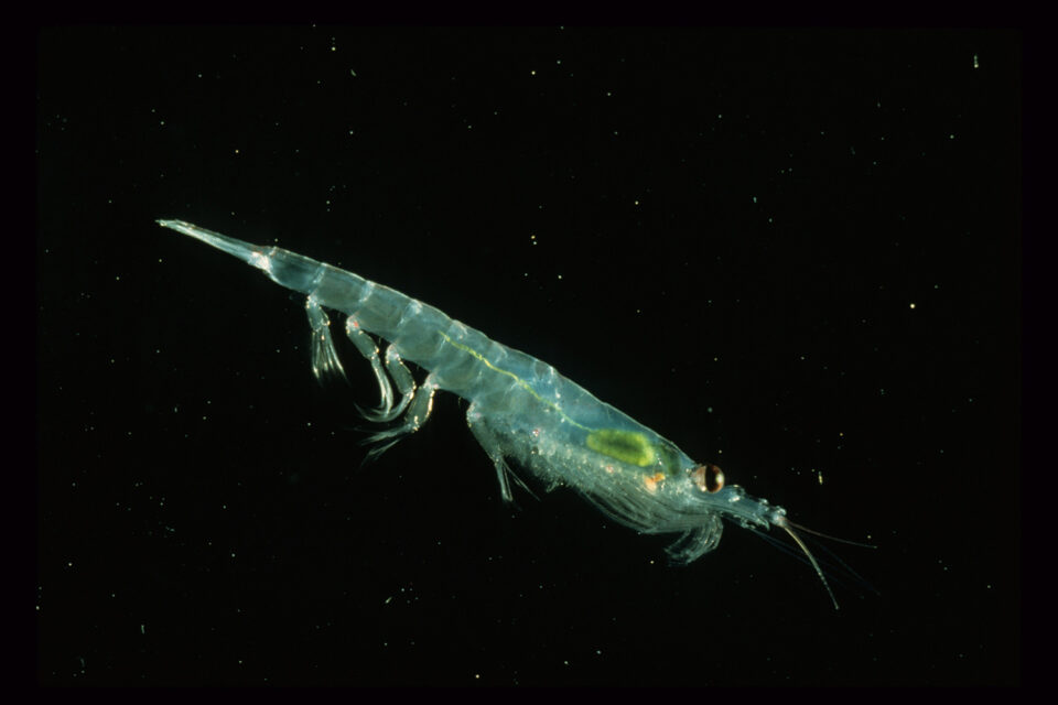 Escape intensity and influencing factors for Antarctic krill in ...