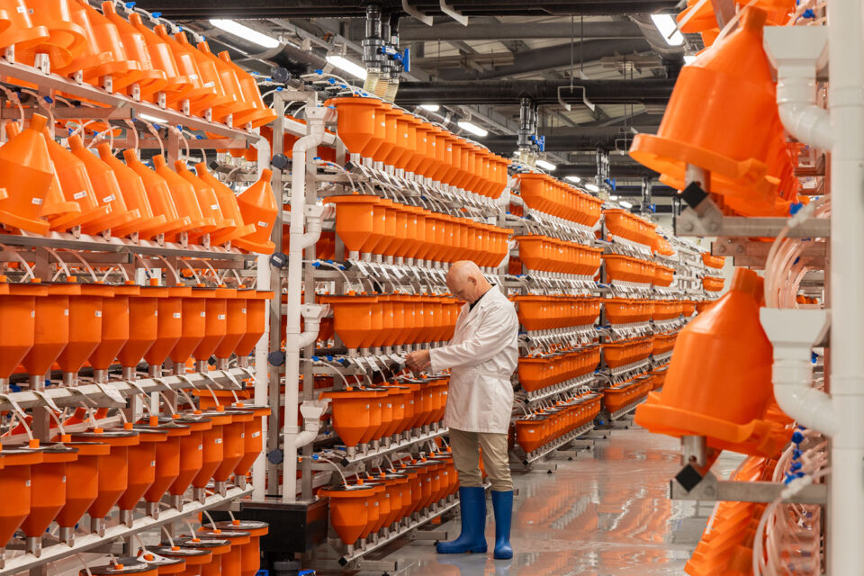 Behind Iceland’s diversified approach to salmon farming - Responsible ...