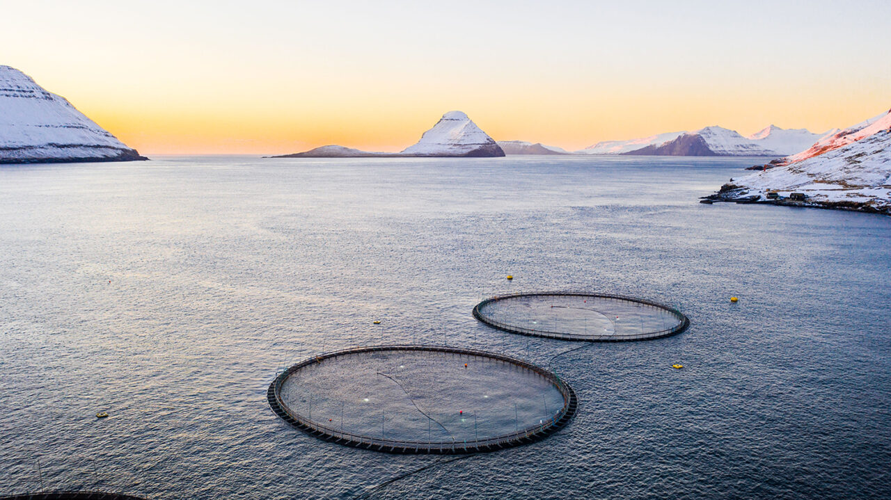 All the way back and then some: The Faroe Islands’ salmon comeback ...