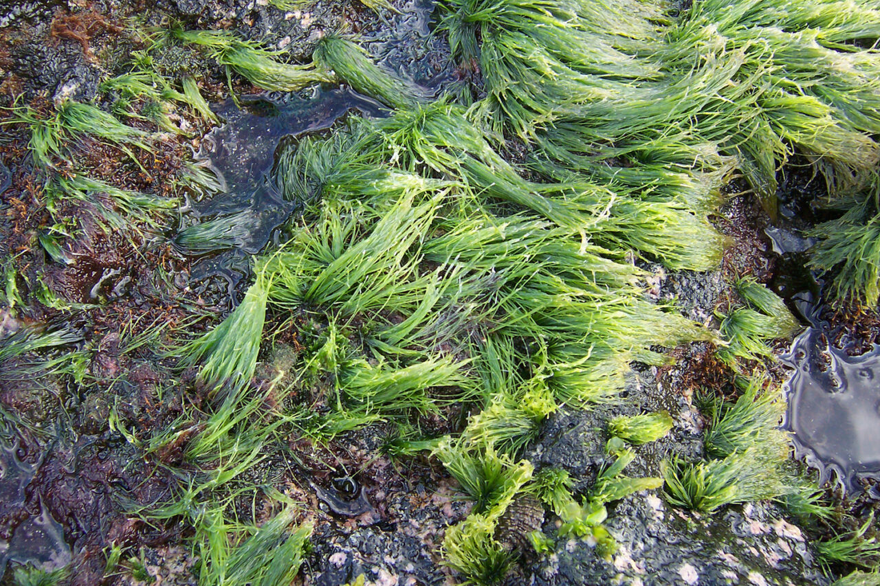 Effect of feeding Pacific white shrimp with fresh green macroalgae ...