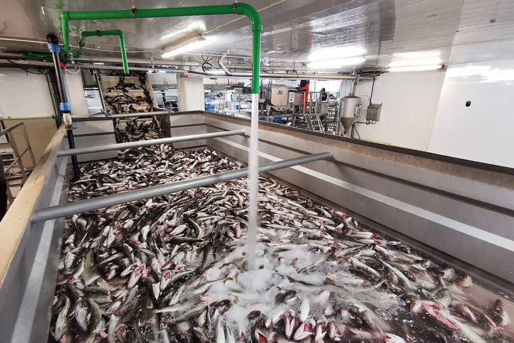 Responsible Fisheries Innovation Award Finalist: Green Iceberg’s ...