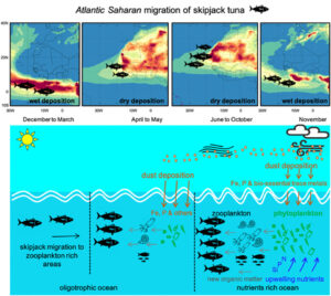 African desert dust influences migrations and fisheries of the Atlantic ...