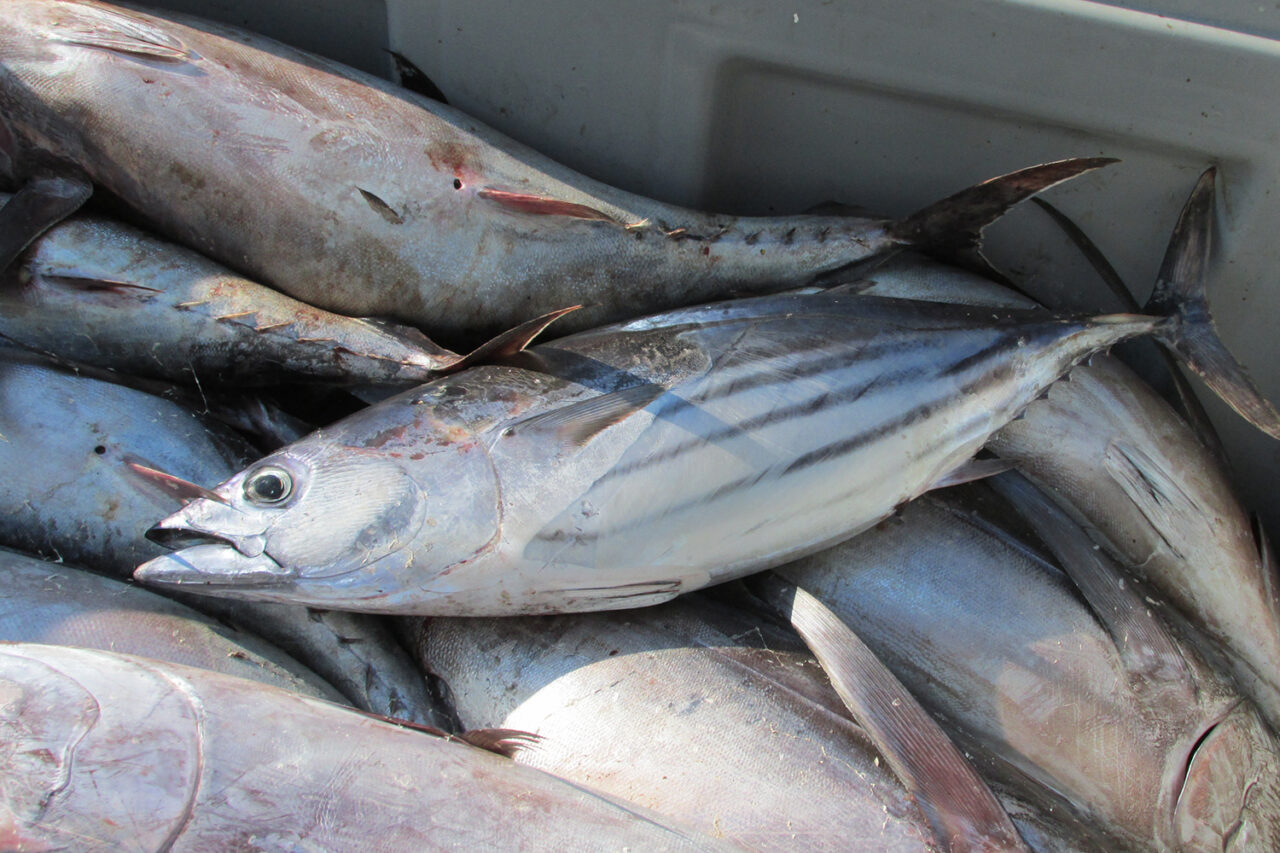 African desert dust influences migrations and fisheries of the Atlantic ...