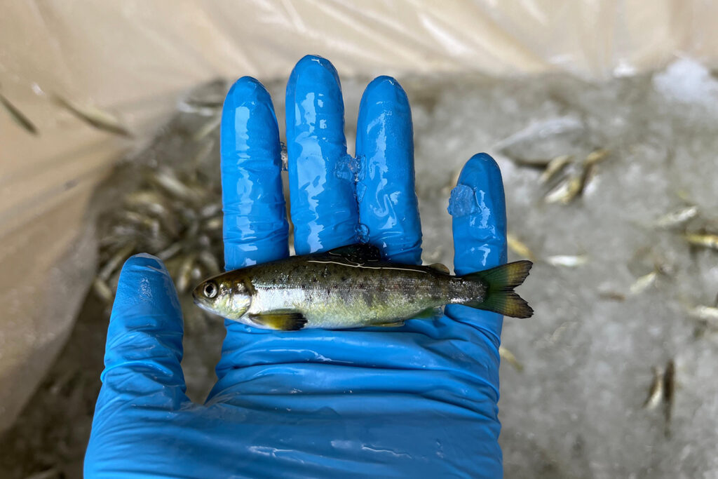 Responsible Aquaculture Innovation Award Finalist: Tiny Fish finds ...