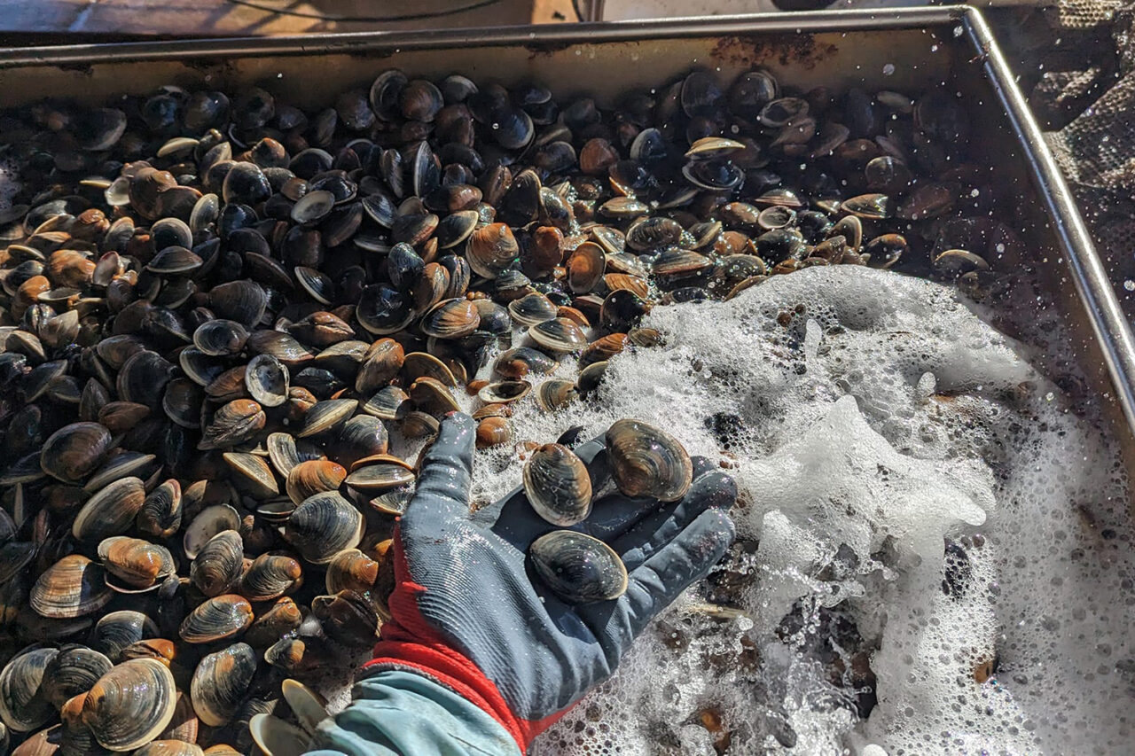 Florida’s weatherbeaten clam farming community may be hanging by a ...
