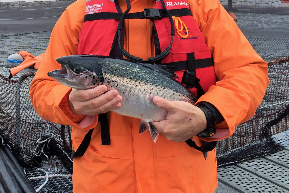 Fish health research team puts mucosal mapping technology to the test ...