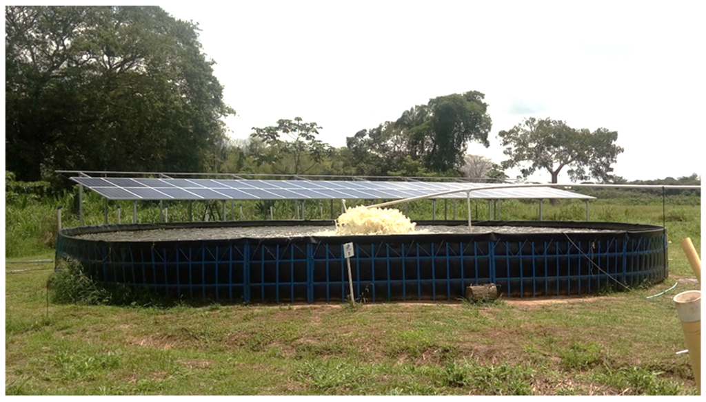 Economic aspects of red tilapia production using biofloc technology under different electrical ...