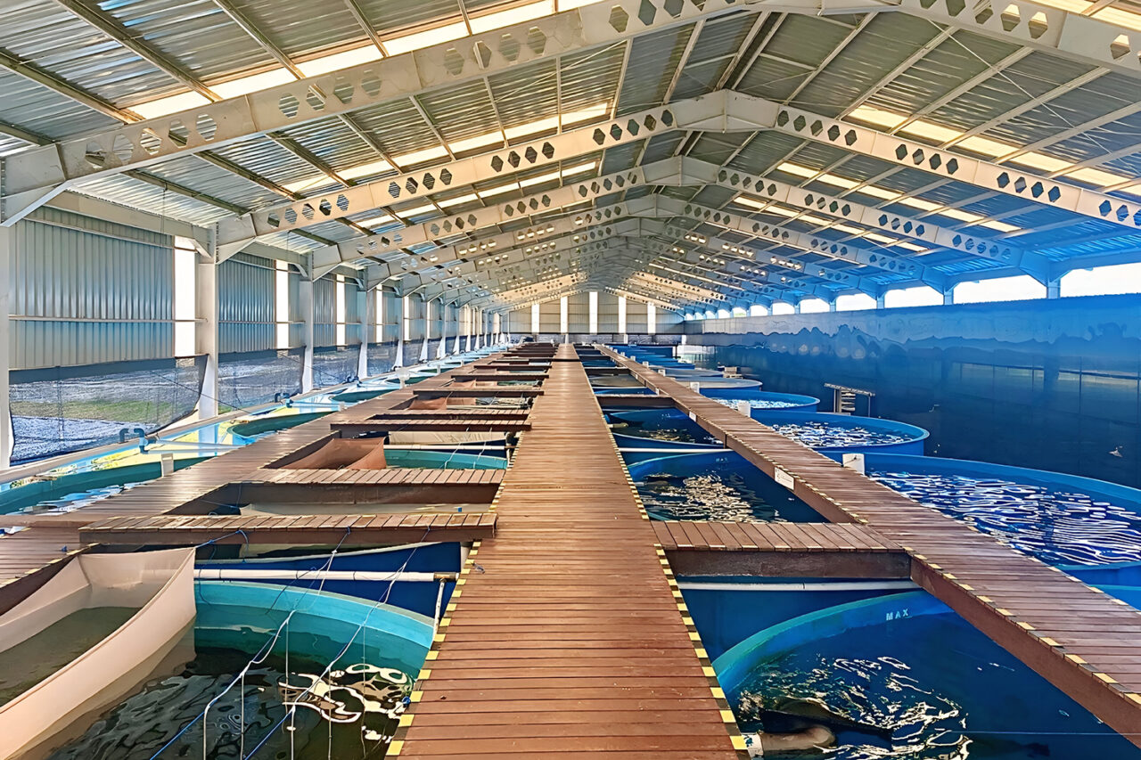 Singapore company achieves a breakthrough in tropical eel farming by ...