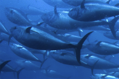 ISSF: Tuna fisheries improving, overfishing remains a challenge ...